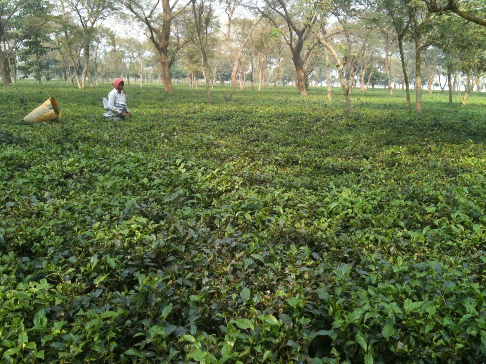 Tea Production Area in Nepal: 15 Best Tea-Growing Regions